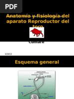 Fisiologia Del Gallo | PDF | Testículo | Pene