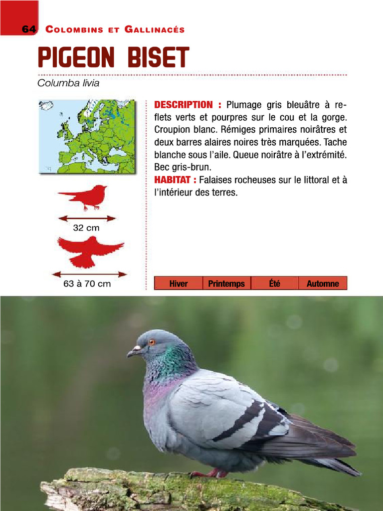 Pigeon Biset | PDF