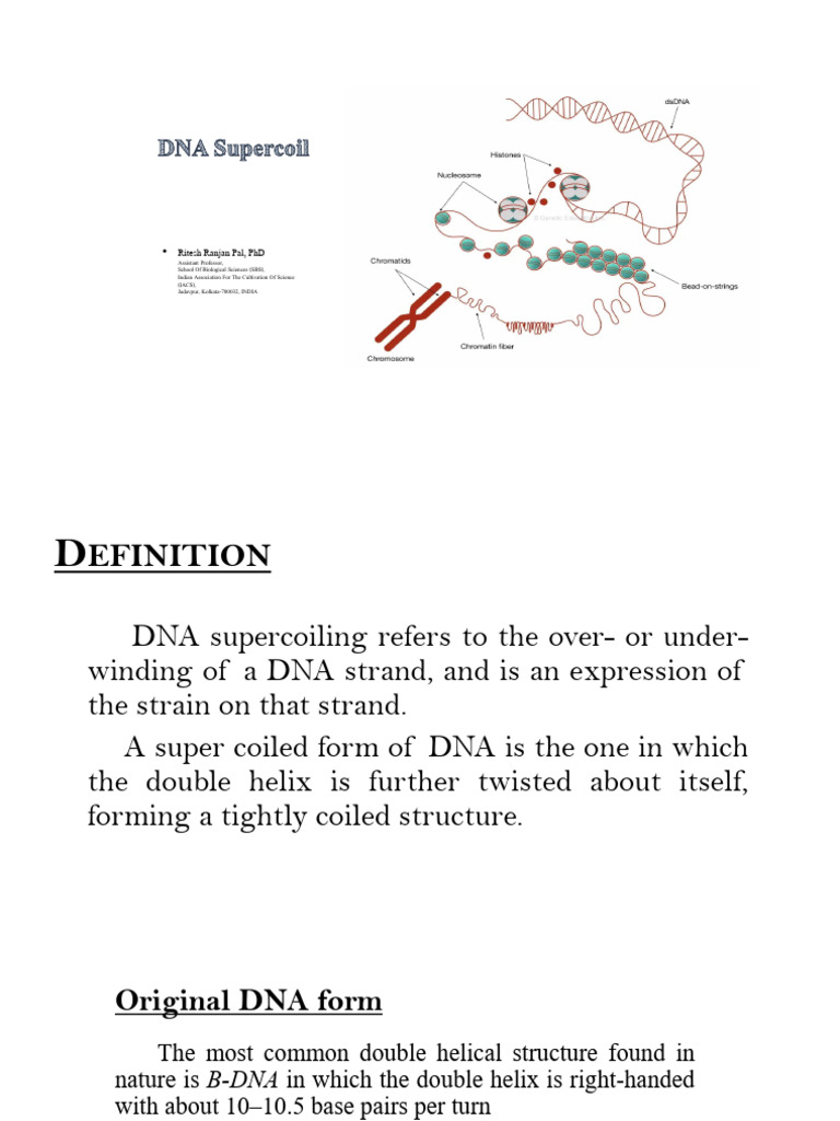 Solenoidal Supercoiling in DNA | PDF | Dna | Nucleic Acid Double Helix