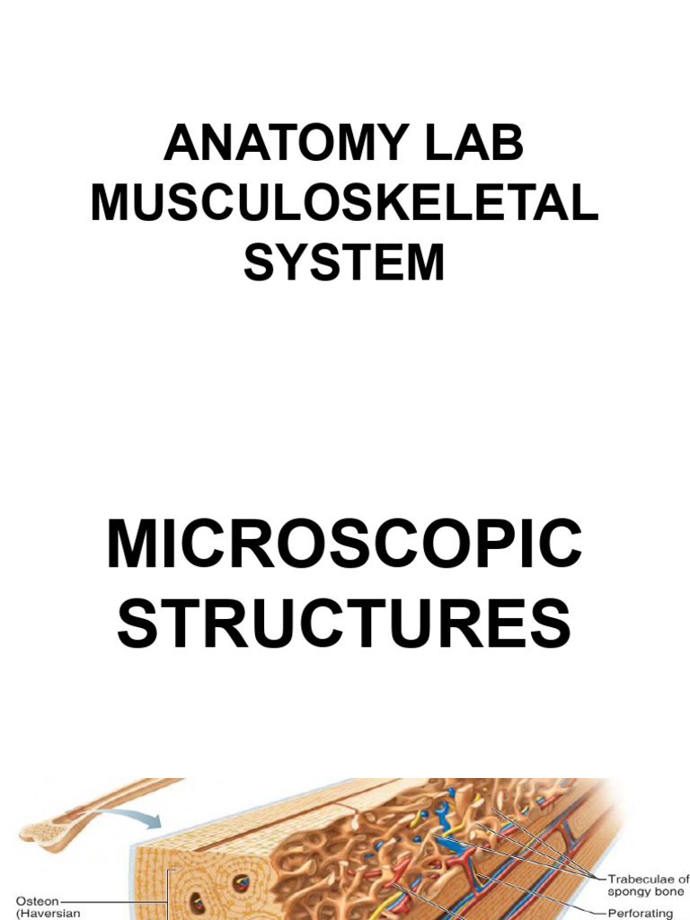 Anatomy Lab Skeletal System | PDF