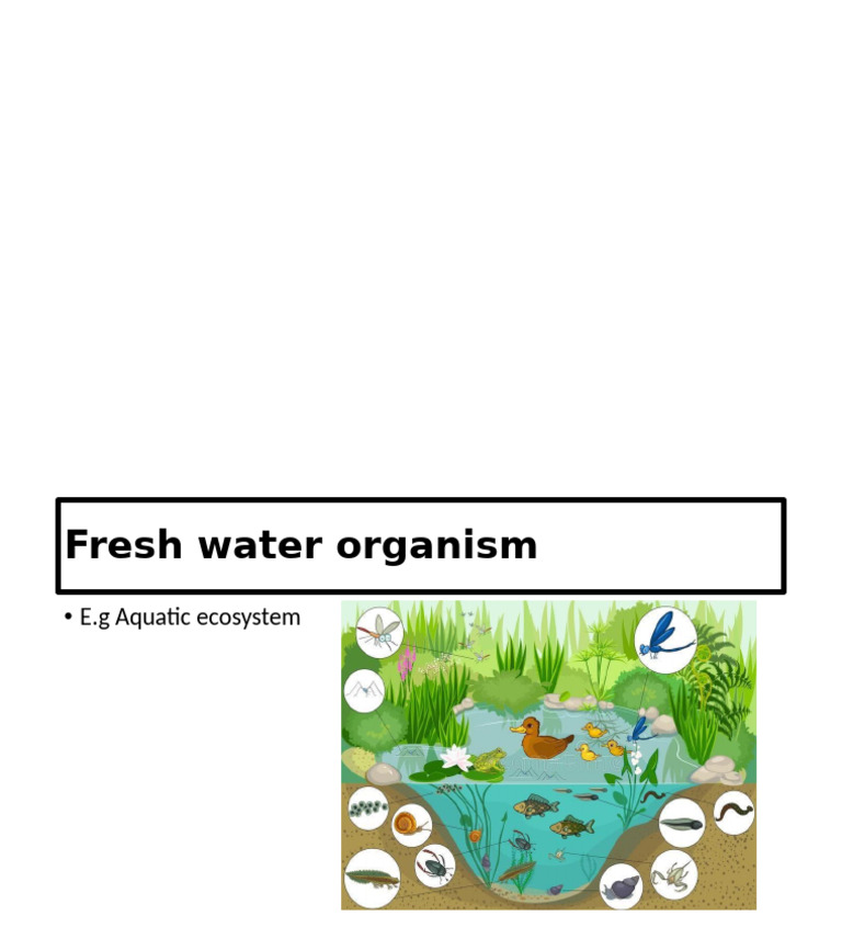 Fresh Water Ecosystem | PDF