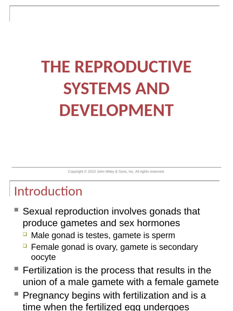 Reproductive Systems - Updated 2 | PDF | Menstrual Cycle | Testicle