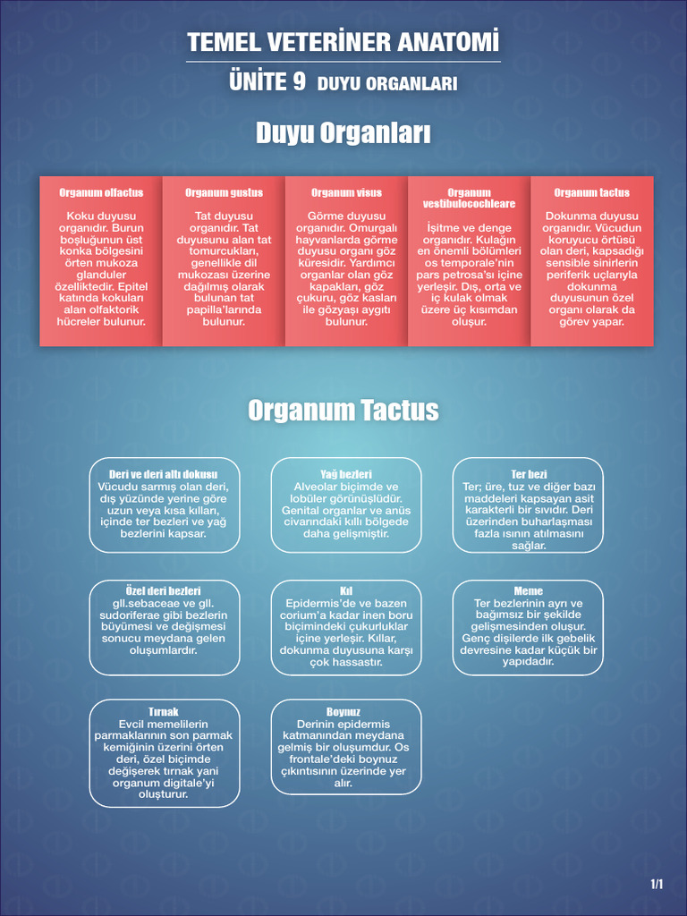 Anatomi 9 | PDF