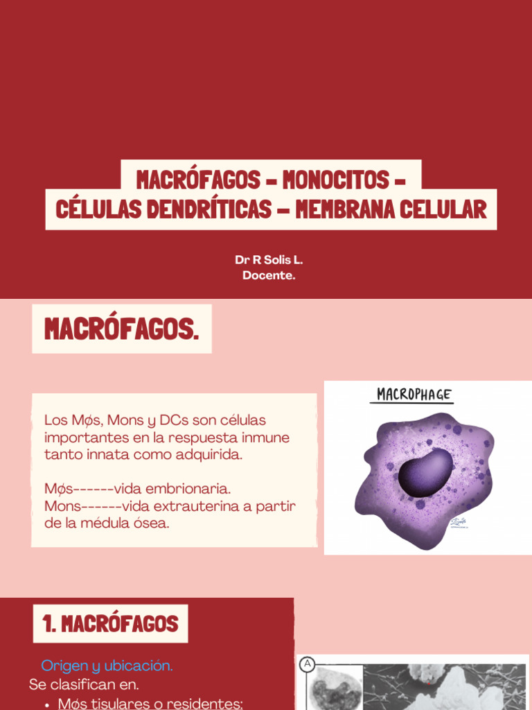 Funciones y Clasificación de Macrófagos | PDF | Macrófago | Sistema inmune