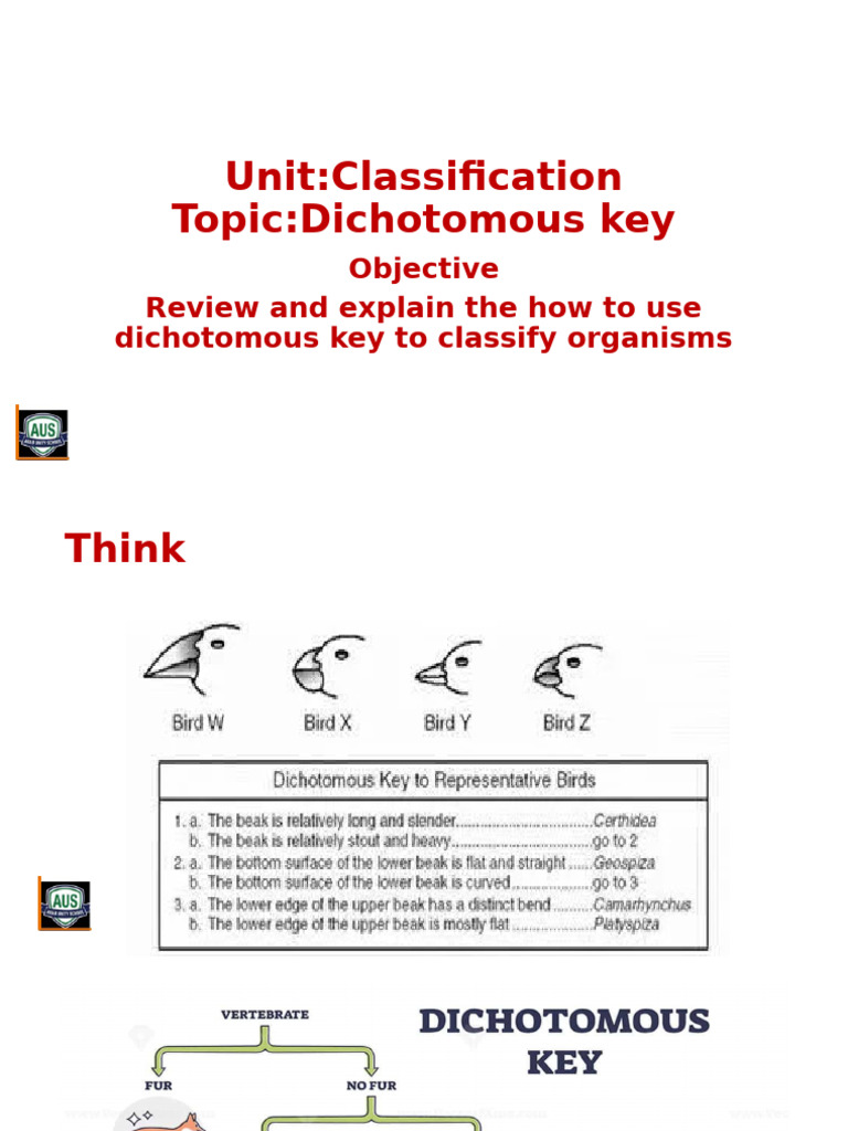 YR 10 Dichotomous Key Day 2 | PDF