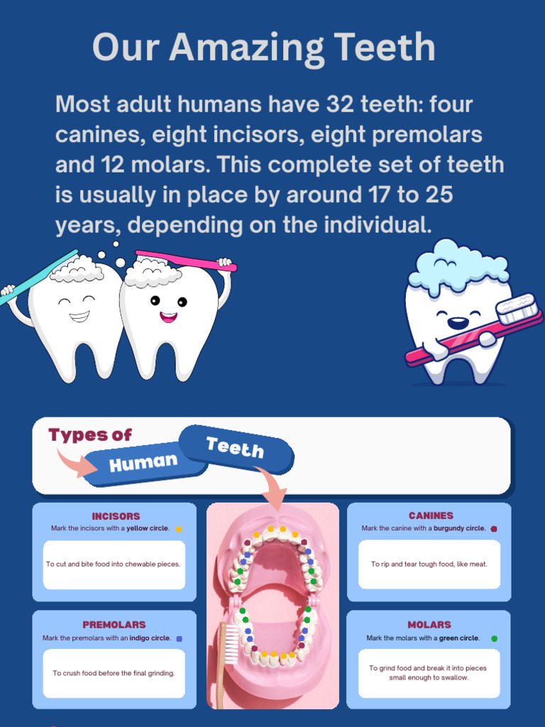 Types of Human Teeth Science Primary 3 | PDF