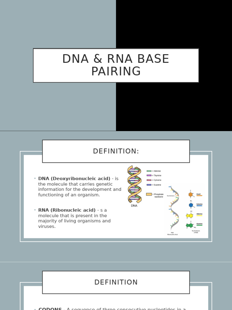 DNA RNA Base Pairing | PDF
