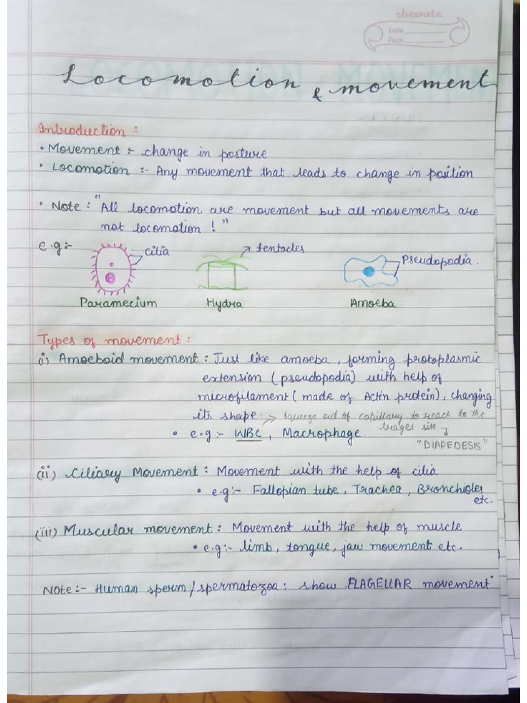 Class 11 Biology Locomotion and Movement Notes | PDF
