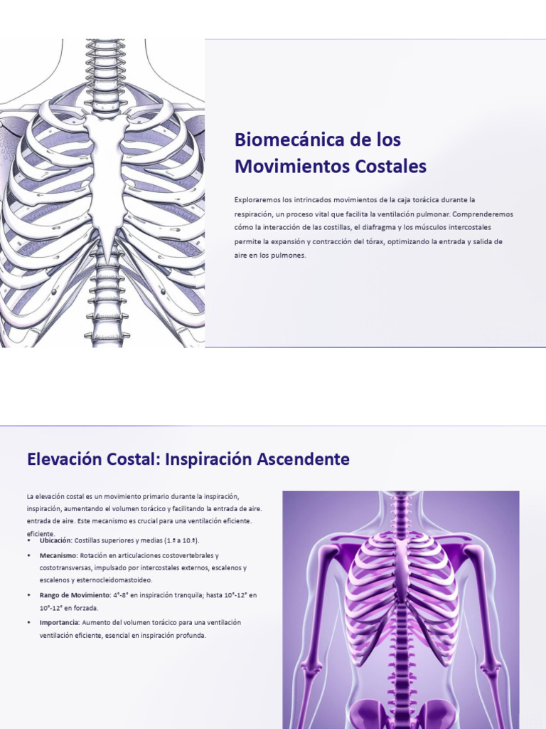 Biomecánica del Movimiento en Asa de Balde | PDF | Respiración | Tórax