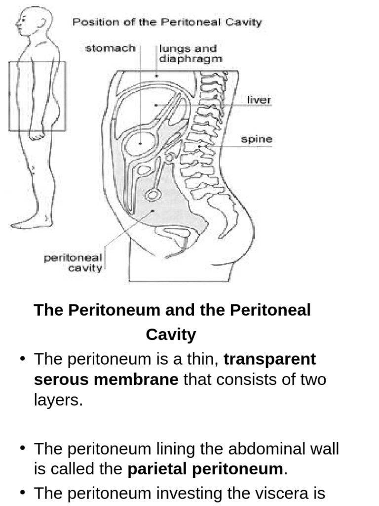 Peritoneum Anatomy | PDF