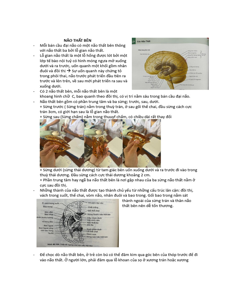 giai phau não thất bên | PDF