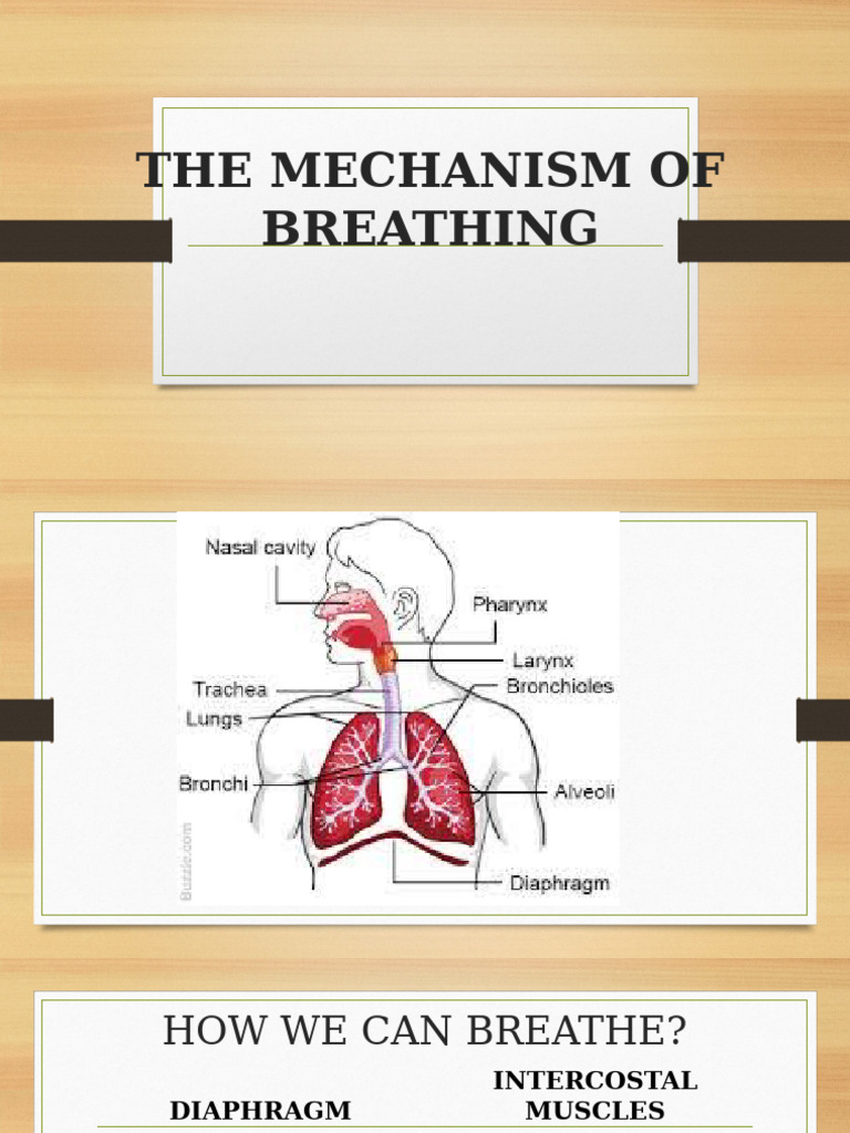 The Mechanism of Breathing | PDF