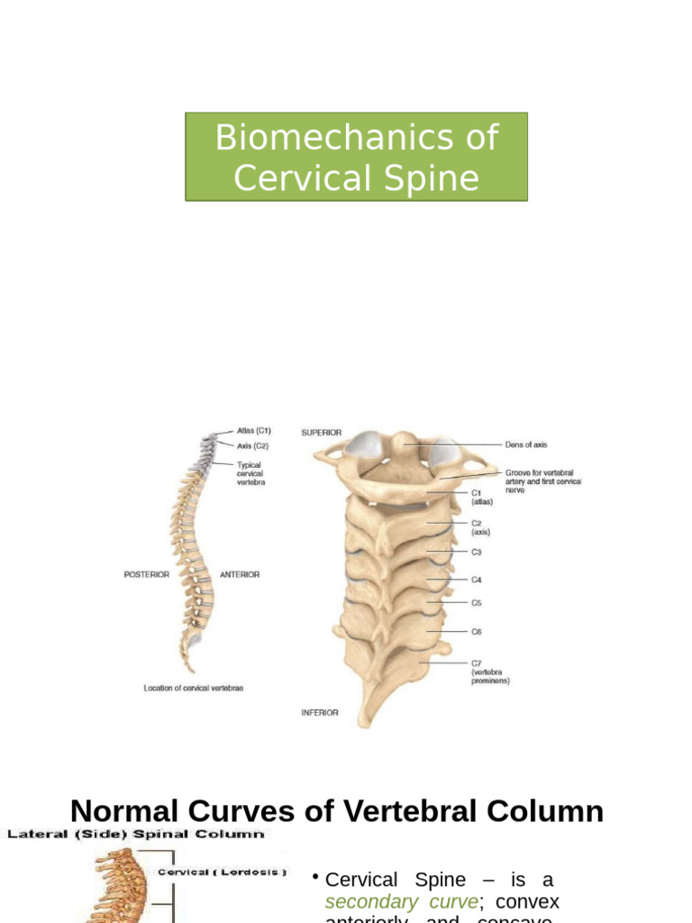 Cervical Spine Biomechanics Overview | PDF | Vertebra | Anatomical ...