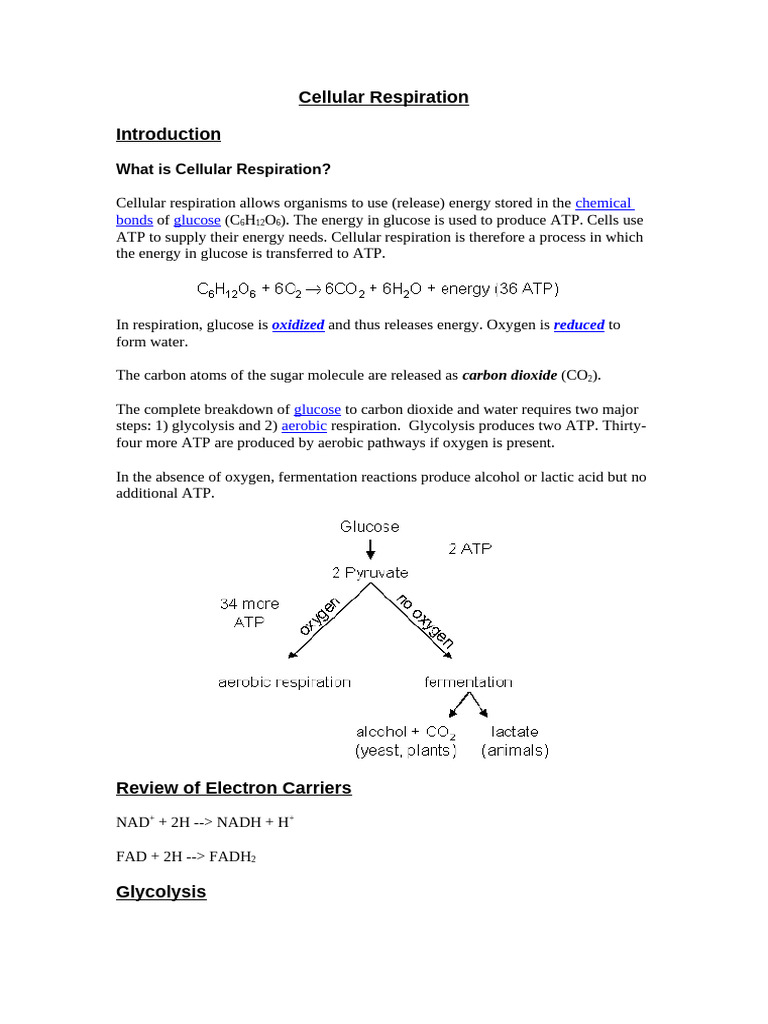 Understanding Cellular Respiration Process | PDF | Cellular Respiration ...