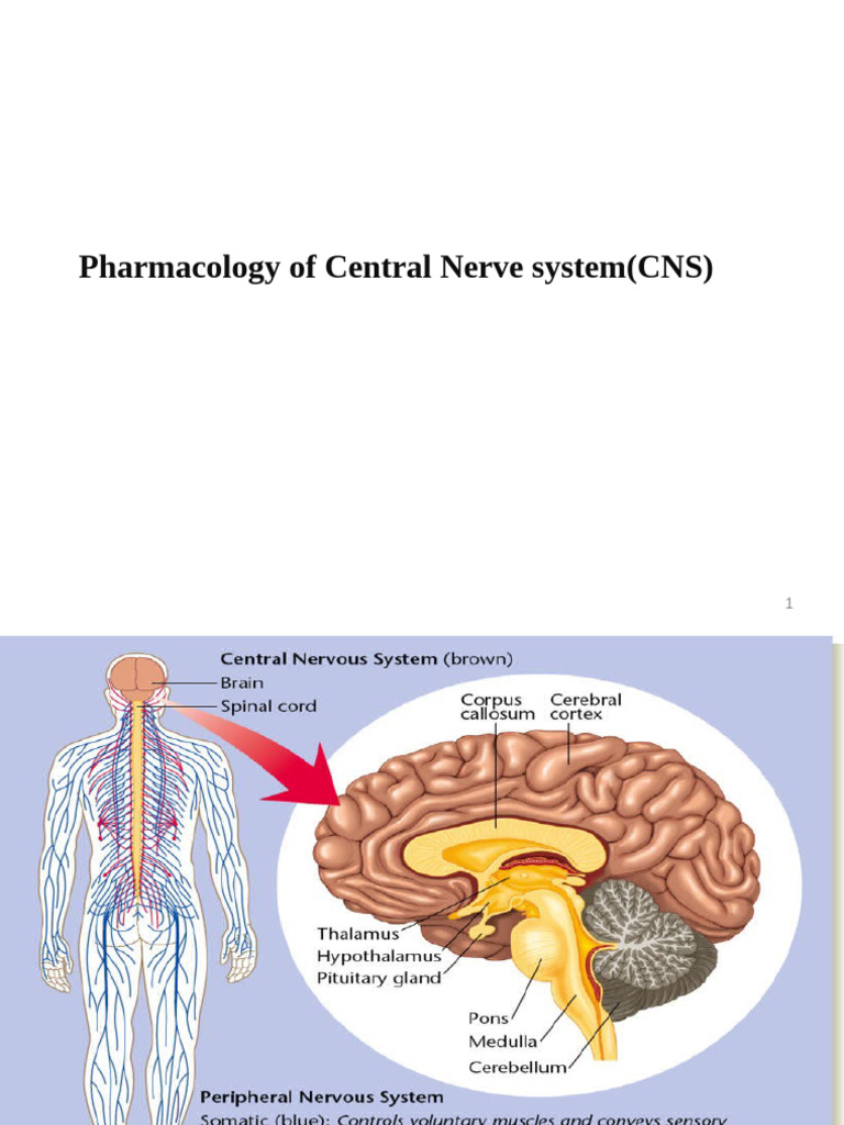 CNS Pharmacology For HI and Post Basic Nurse | PDF | Antipsychotic | Opioid