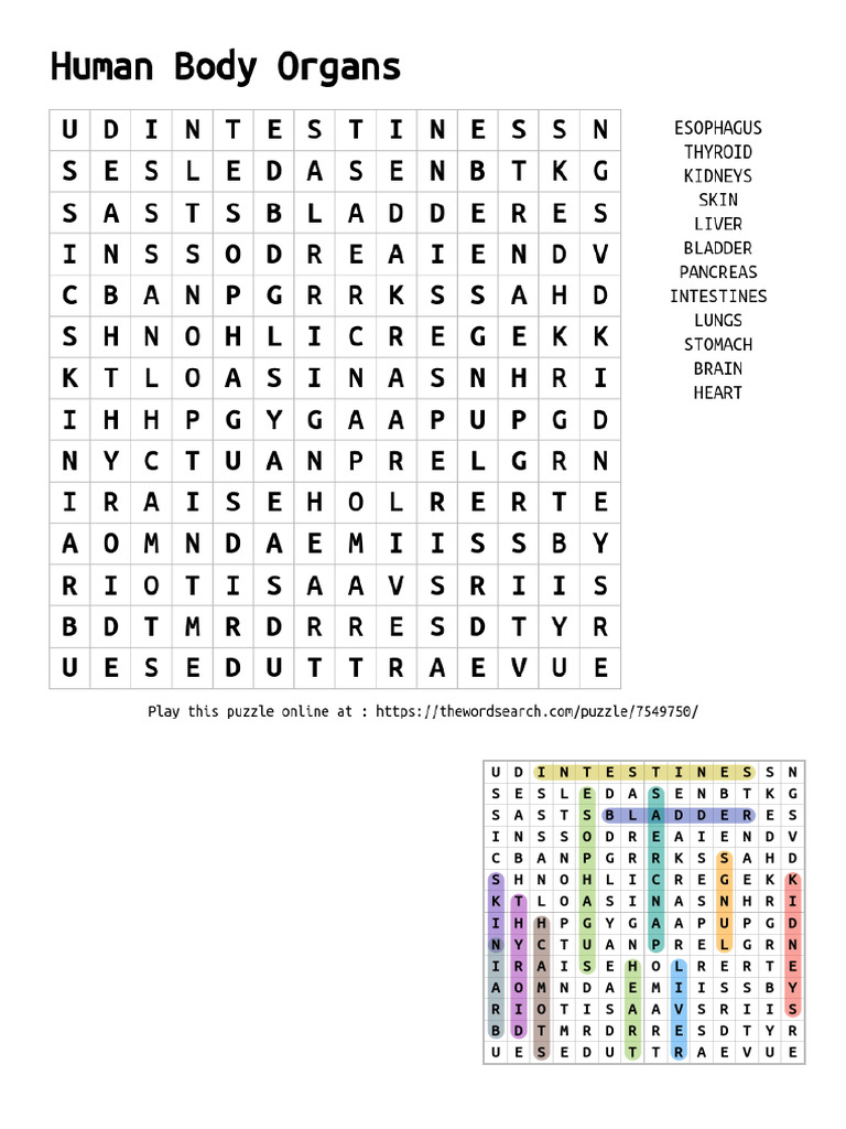 Human Body Organs Wordsearch | PDF