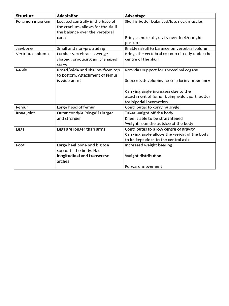 Adaptations To Bipedalism | PDF