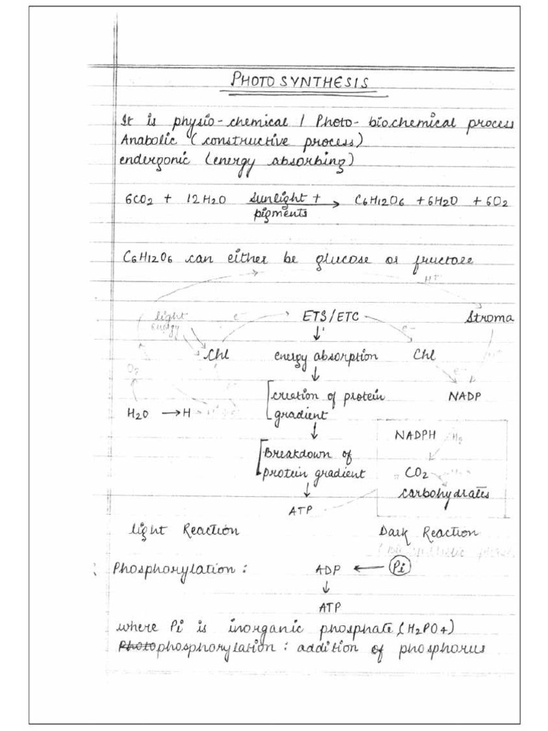 Chapter 13 Photosynthesis in Higher Plants Class 11 Biology Notes ! | PDF