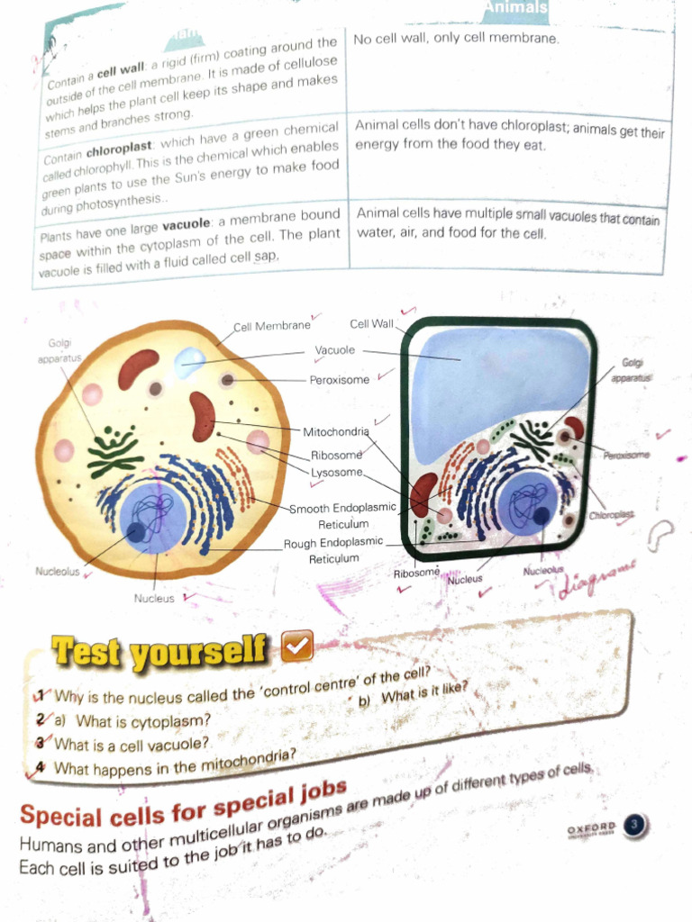 Plant and Animal Cell | PDF