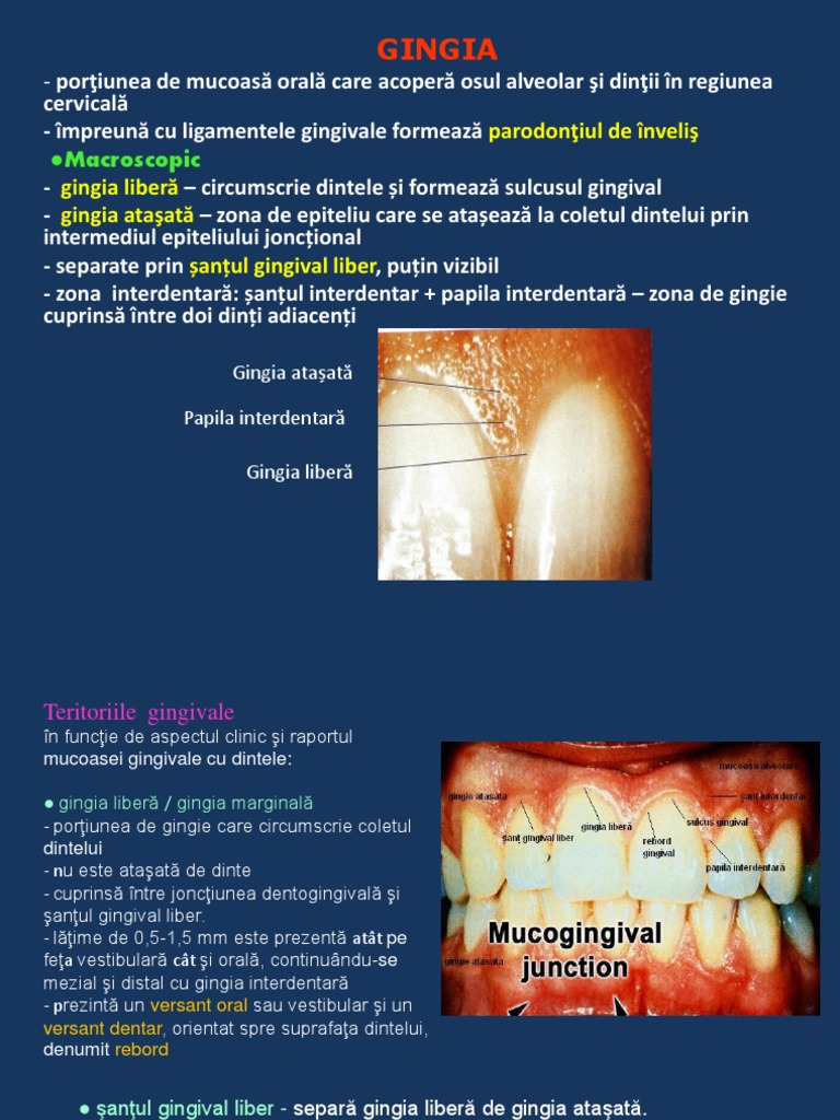 Gingia | PDF
