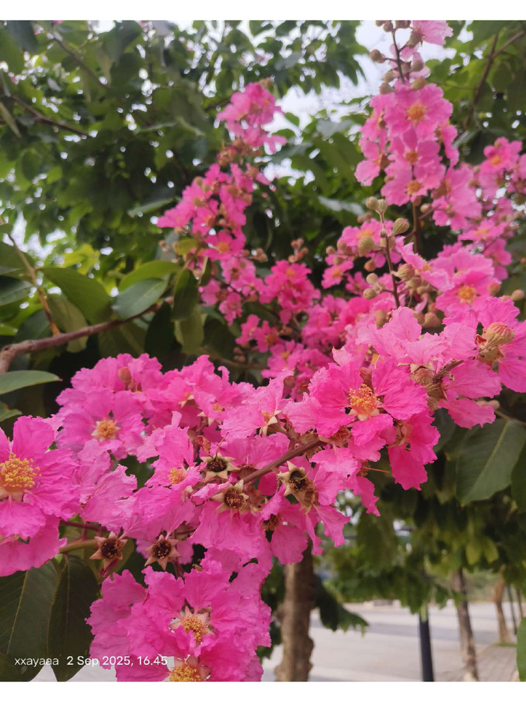 Flowers | PDF