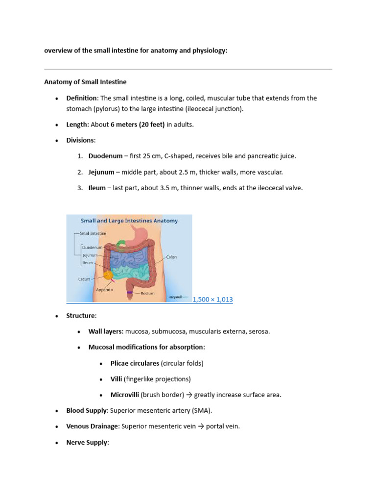 Anatomy and Physiology of the Small Intestine | PDF | Pancreas | Heart
