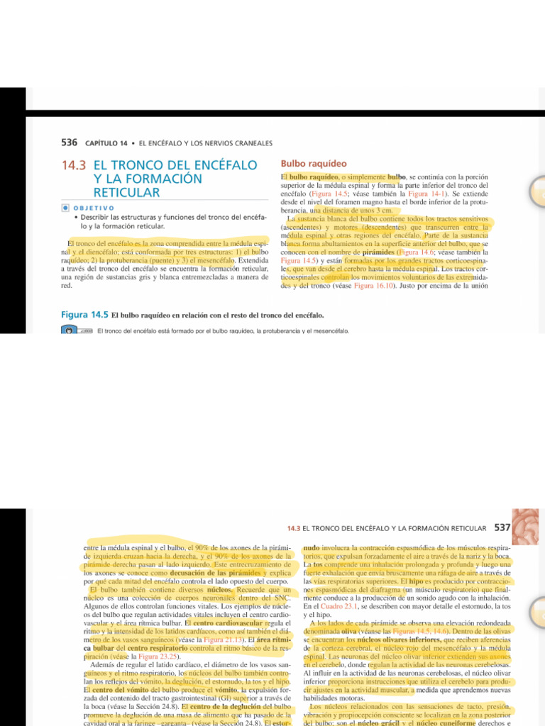 Tronco | PDF