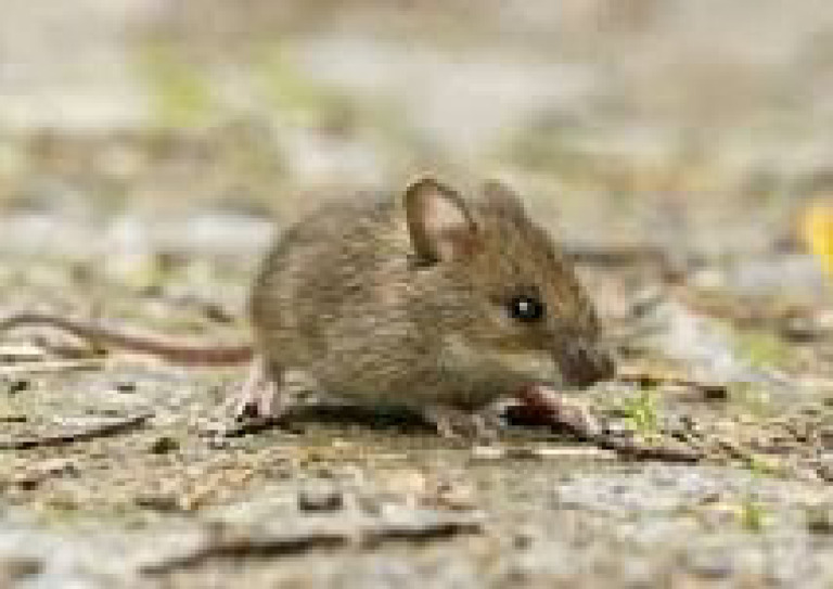 Mouse Sand | PDF
