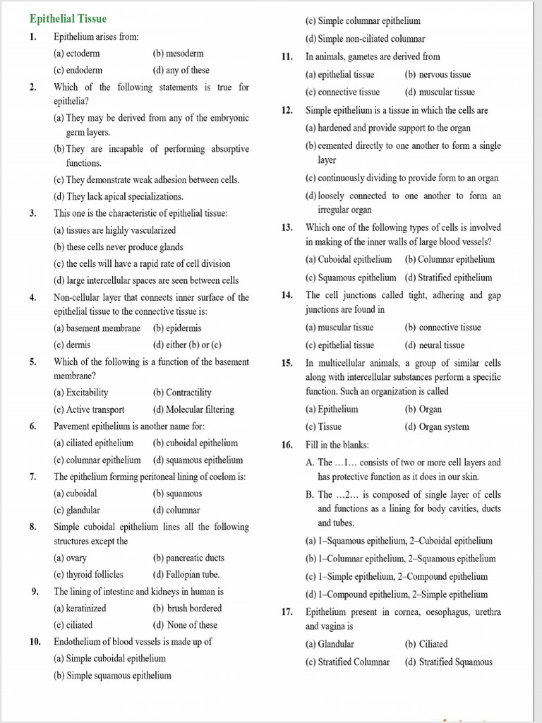Epithelial Tissues - 250820 - 170942 | PDF