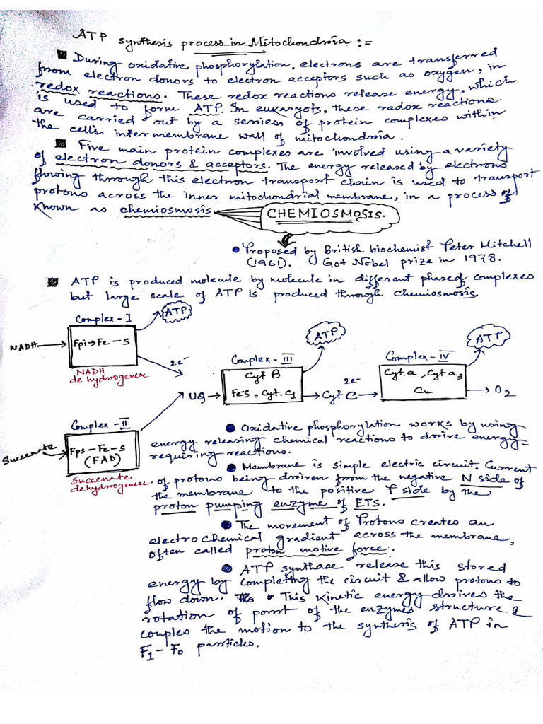 ATP Synthesis | PDF
