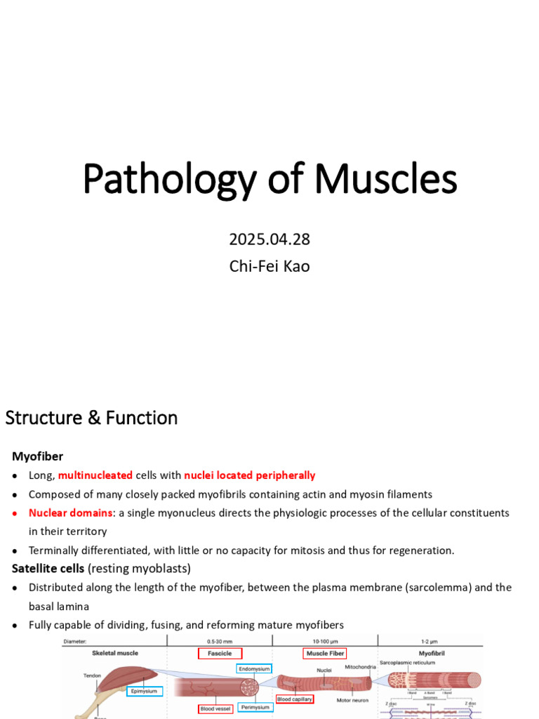 Muscle Pathology: Myofiber Structure & Injury | PDF | Skeletal Muscle ...