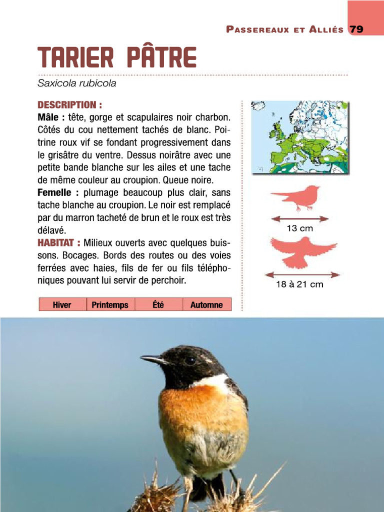 Tarier Patre | PDF