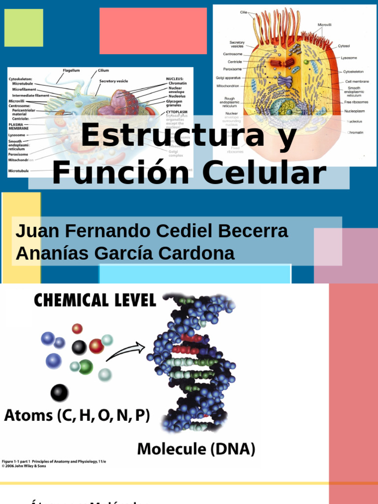 Estructura y Función Celular | PDF | Membrana celular | Citoplasma