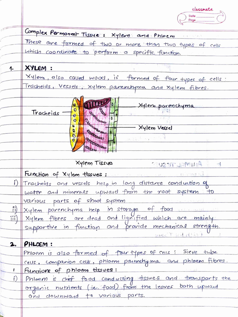 Complex P.tissues and Epithelial Tissues (Bio) | PDF | Histology