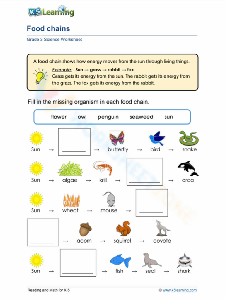 Food Chains | PDF