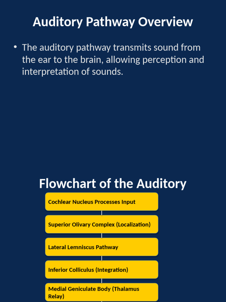 Auditory Pathway Flowchart Overview | PDF
