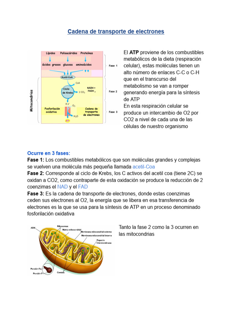 Cadena de Transporte de Electrones y ATP | PDF | Trifosfato de ...