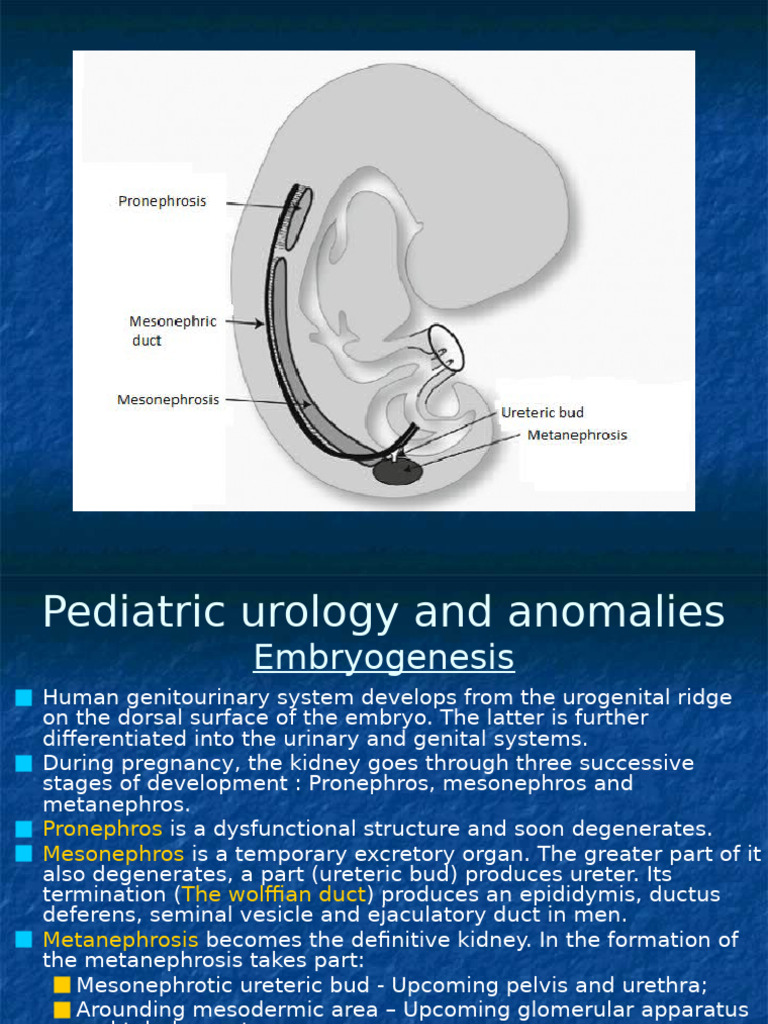 Pediatric Urology: Anomalies & Treatments | PDF | Urinary System | Kidney