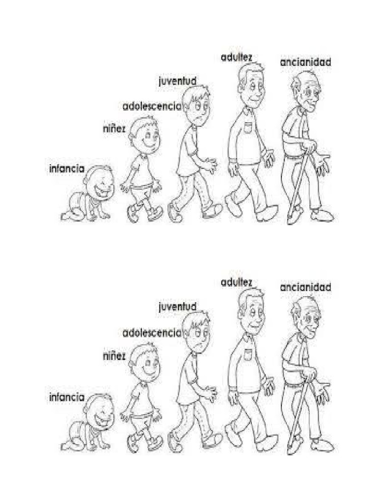 Etapas de La Vida Human | PDF