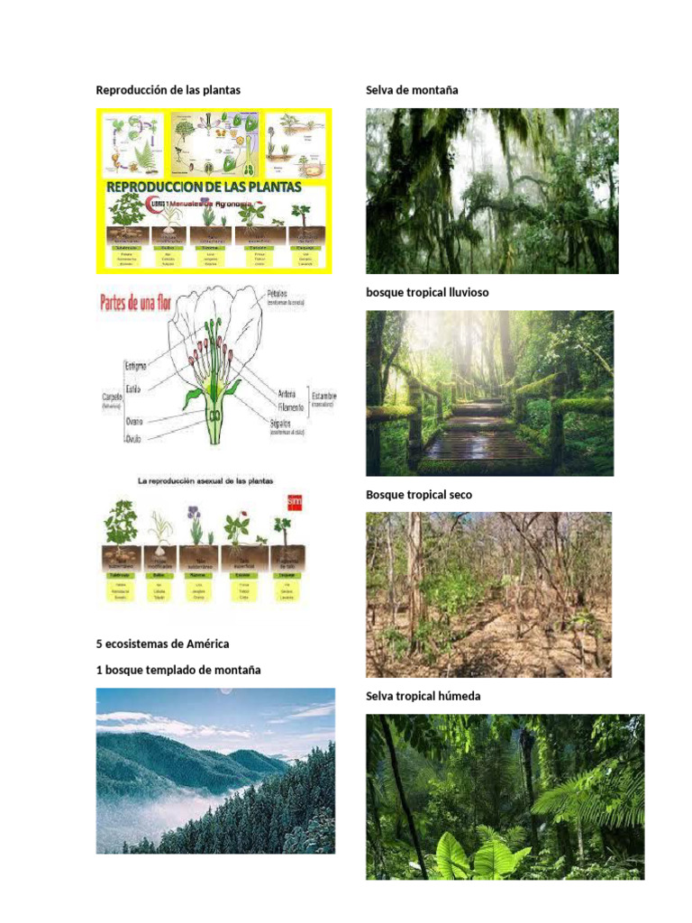 Reproducción de Las Plantas | PDF | Mariposa | Crisálida