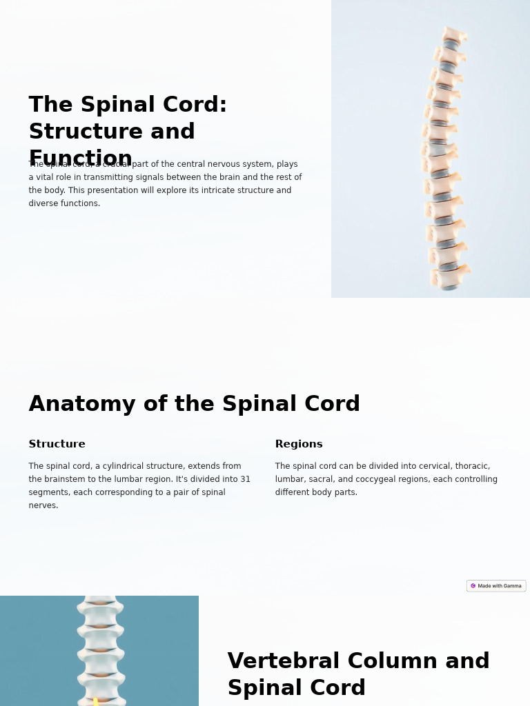 Spinal Cord: Structure and Functions | PDF | Spinal Cord | Primate Anatomy