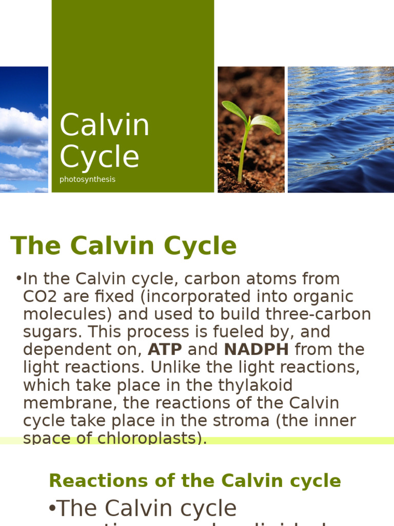 Calvin Cycle | PDF