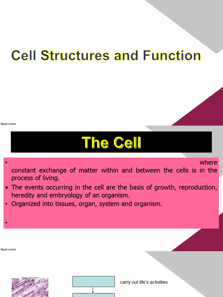 Cell Structures and Function | PDF | Cellular Respiration | Photosynthesis