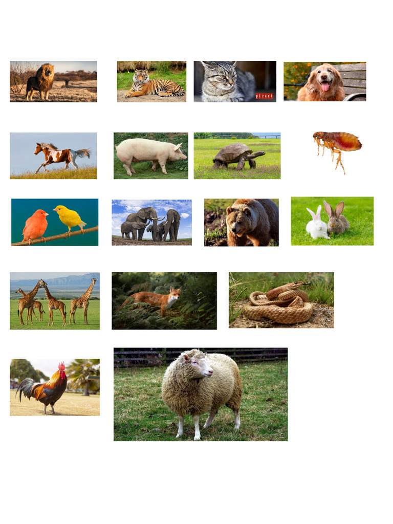 Tareas de Francés | PDF | Lince | Jabalí