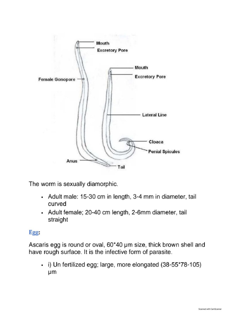 DNDJ 2 | PDF