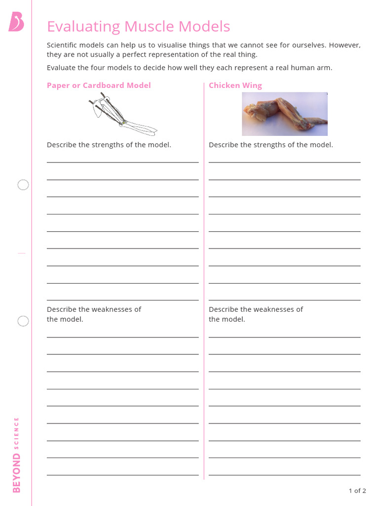 Evaluating Muscle Models Worksheet With Dissection Photo (2 Per Page ...
