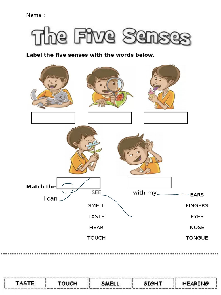 The Five Senses Exercises 2 | PDF