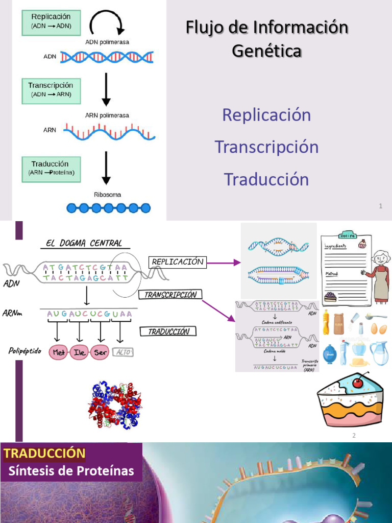 Proceso de Traducción de Proteínas | PDF | Traducción (biología) | Ribosoma