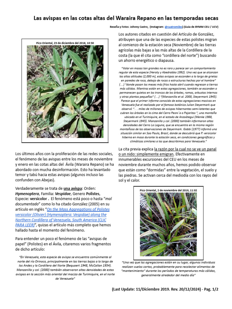 Avispas en Las Cotas Altas Del Waraira Repano en La Temporadas Secas | PDF | Avispa