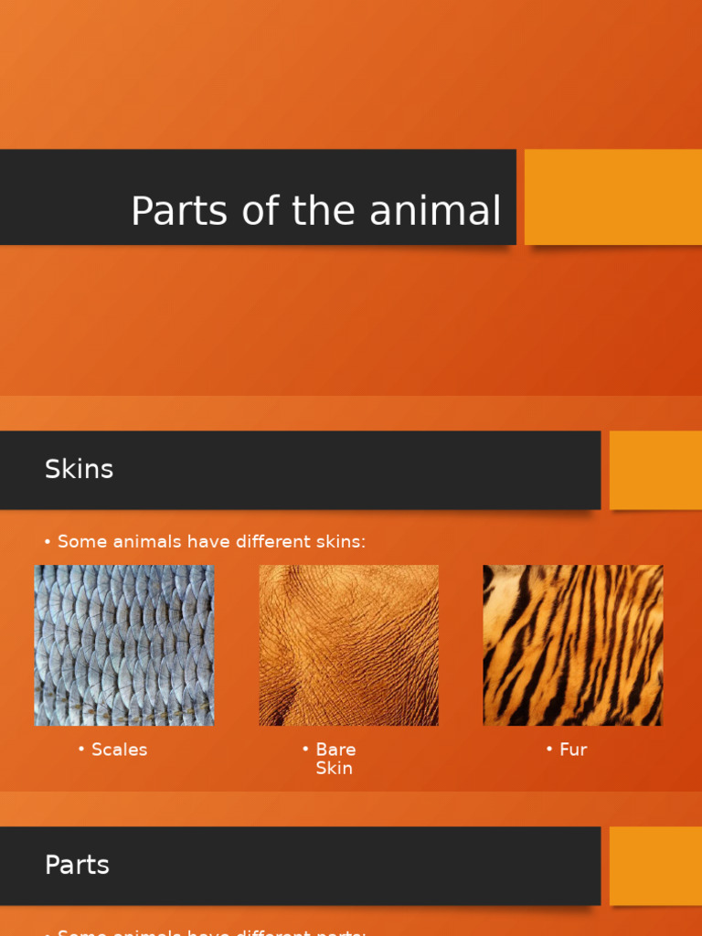Animal Skin and Body Parts Overview | PDF
